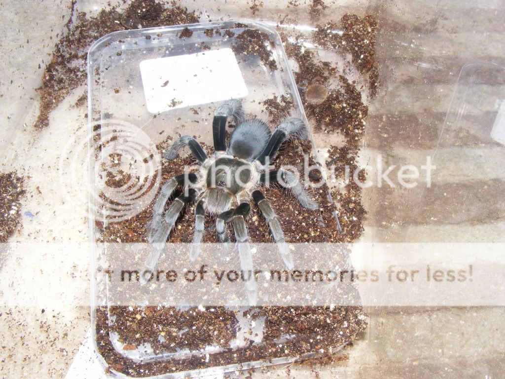 H Gigas Help | Reptile Forums