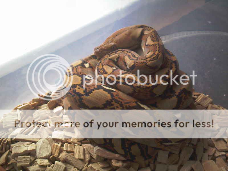 bali yellow head retic for sale | Reptile Forums