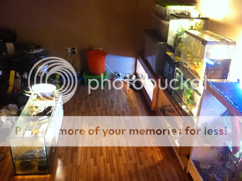 Reptile shack :) | Reptile Forums